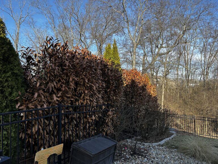 Dramatic Winter Damage | Bear Creek Landscapes | Columbia, TN ...
